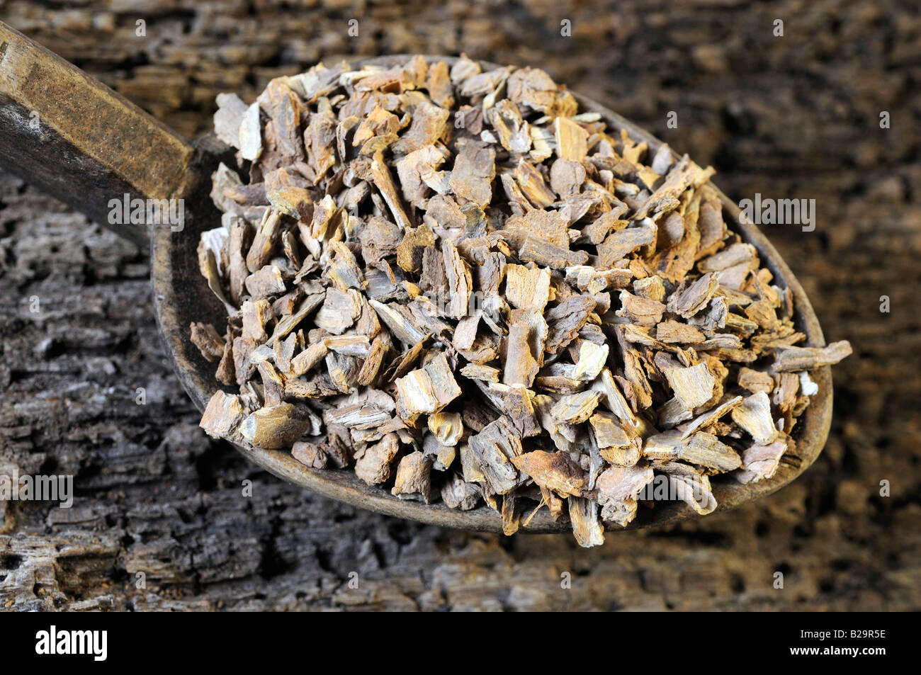Chinese Wolfberry Root-bark / Di Gu Pi Stock Photo - Alamy