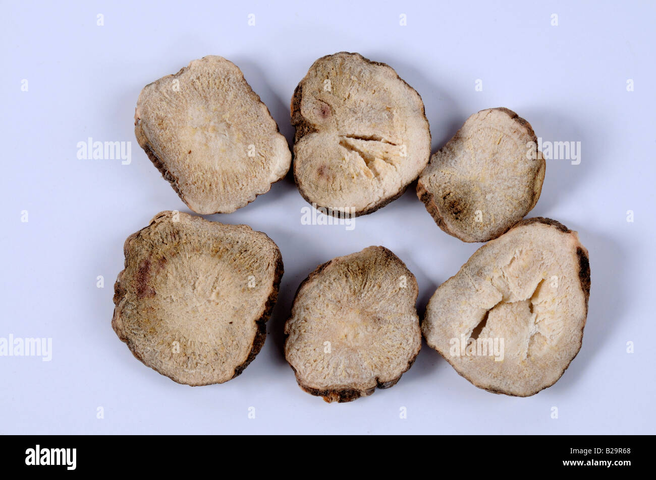 Red Paeony Root / Chi Shao Stock Photo - Alamy