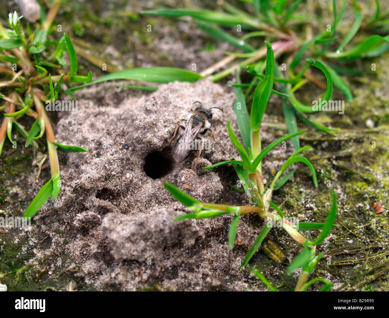 Sand bee hi-res stock photography and images - Alamy