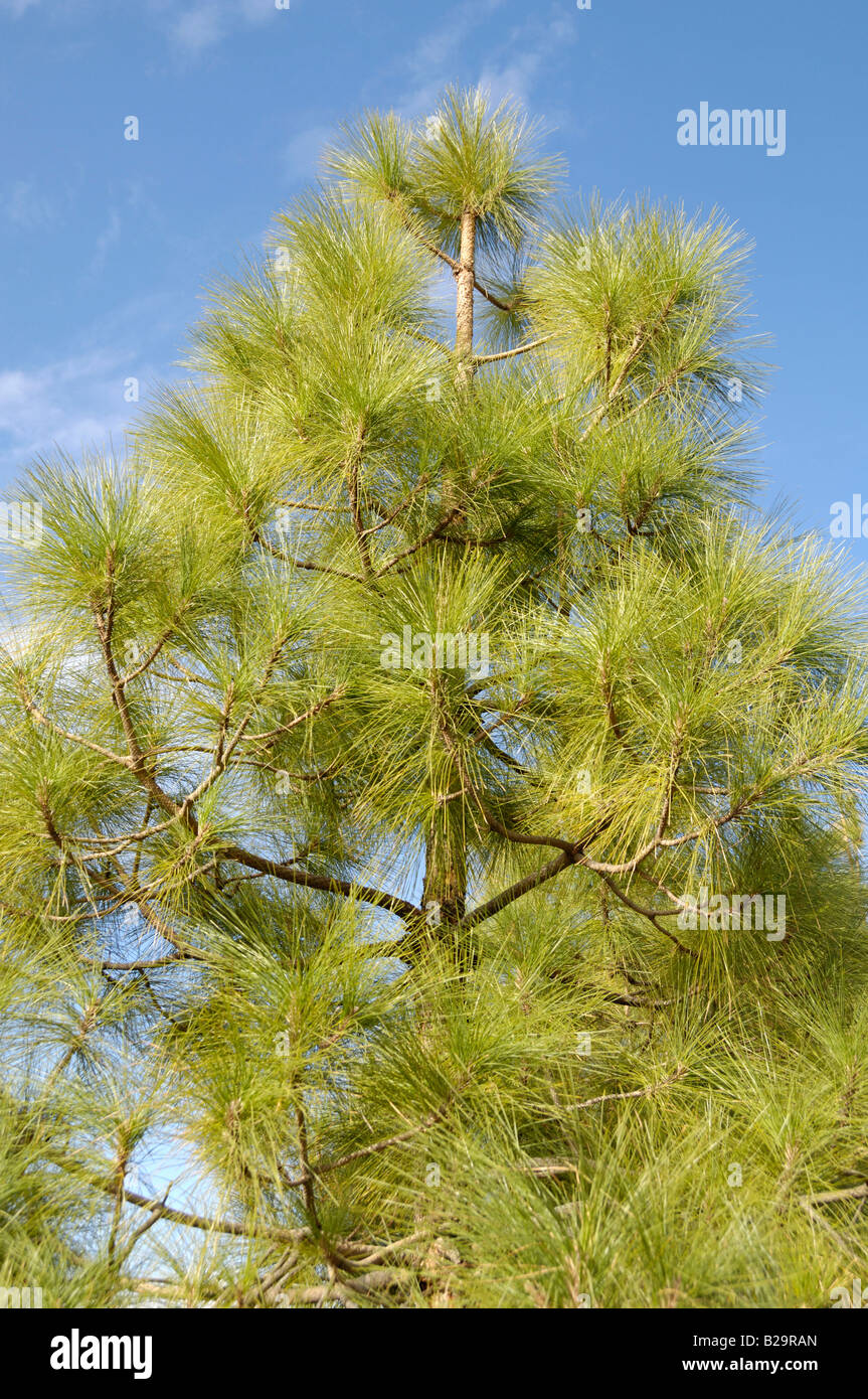 Canary pine tree hi-res stock photography and images - Alamy