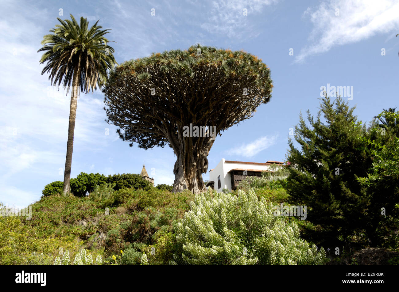 Dragon tree hi-res stock photography and images - Alamy