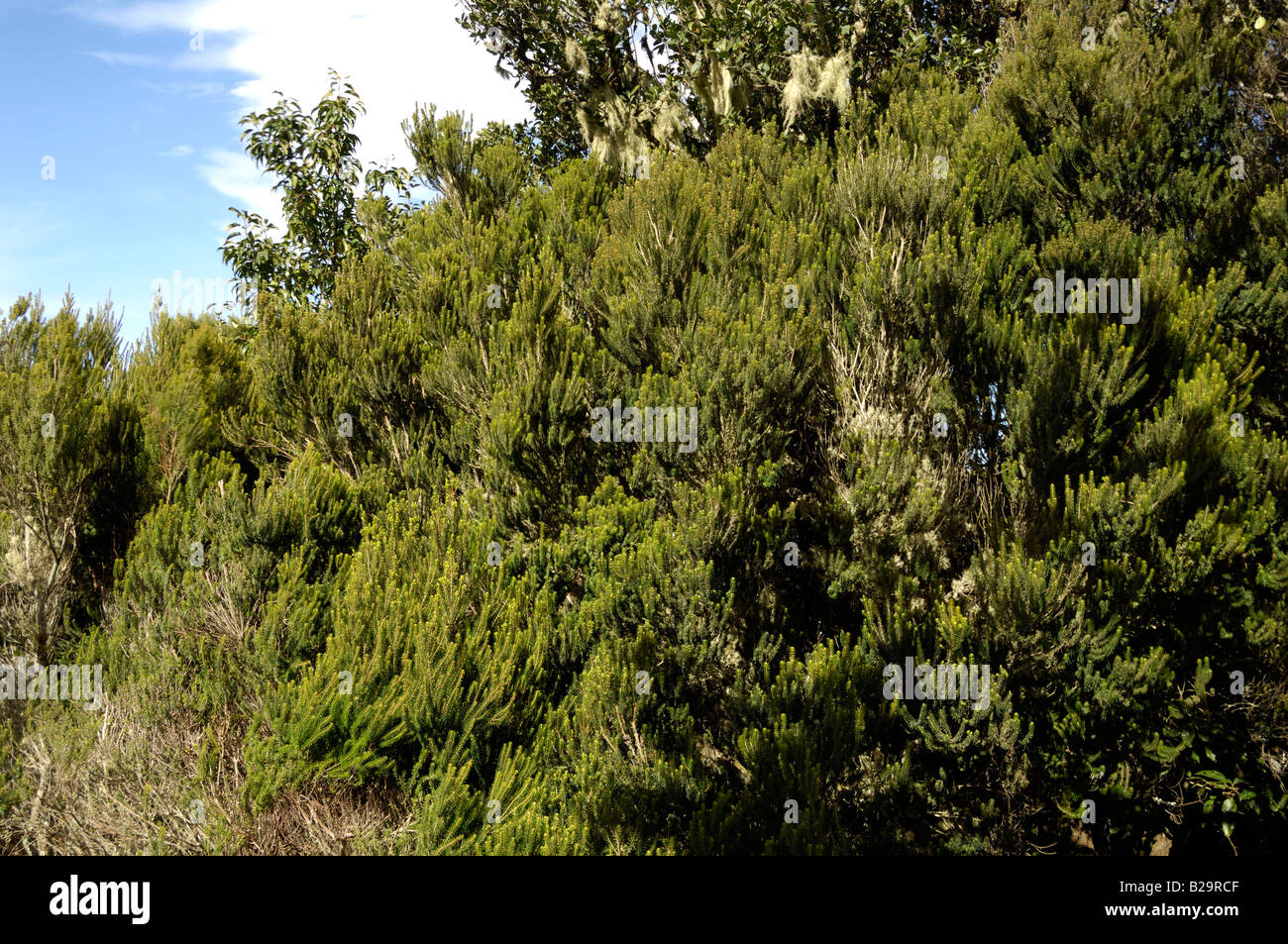 Erica arborea plants hi-res stock photography and images - Alamy