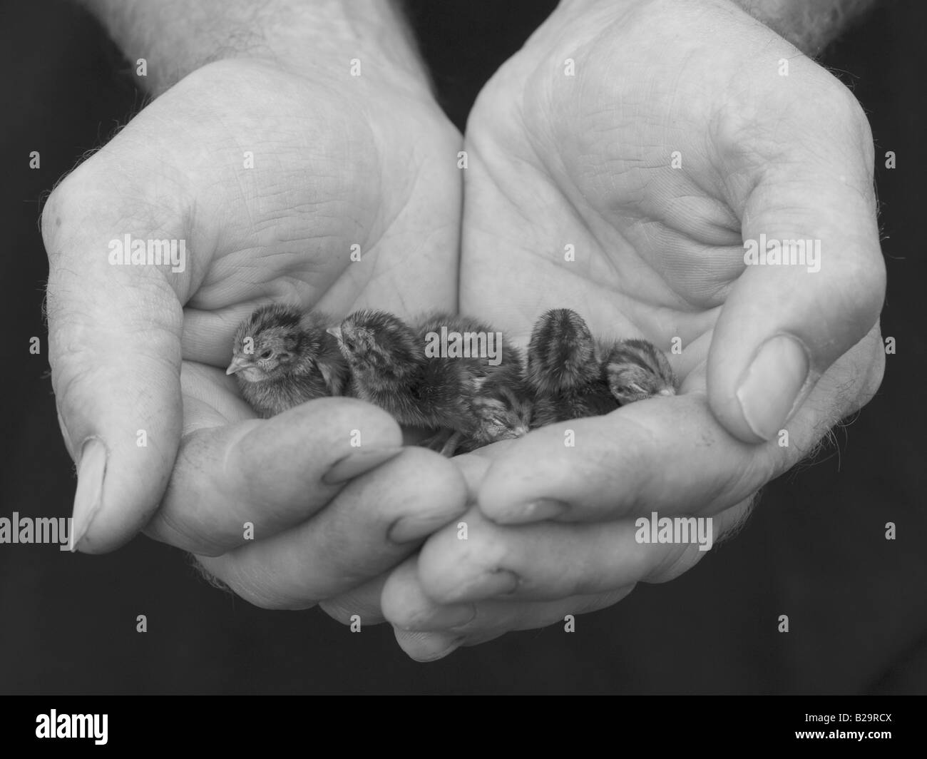 Coturnix quail white Black and White Stock Photos & Images - Alamy