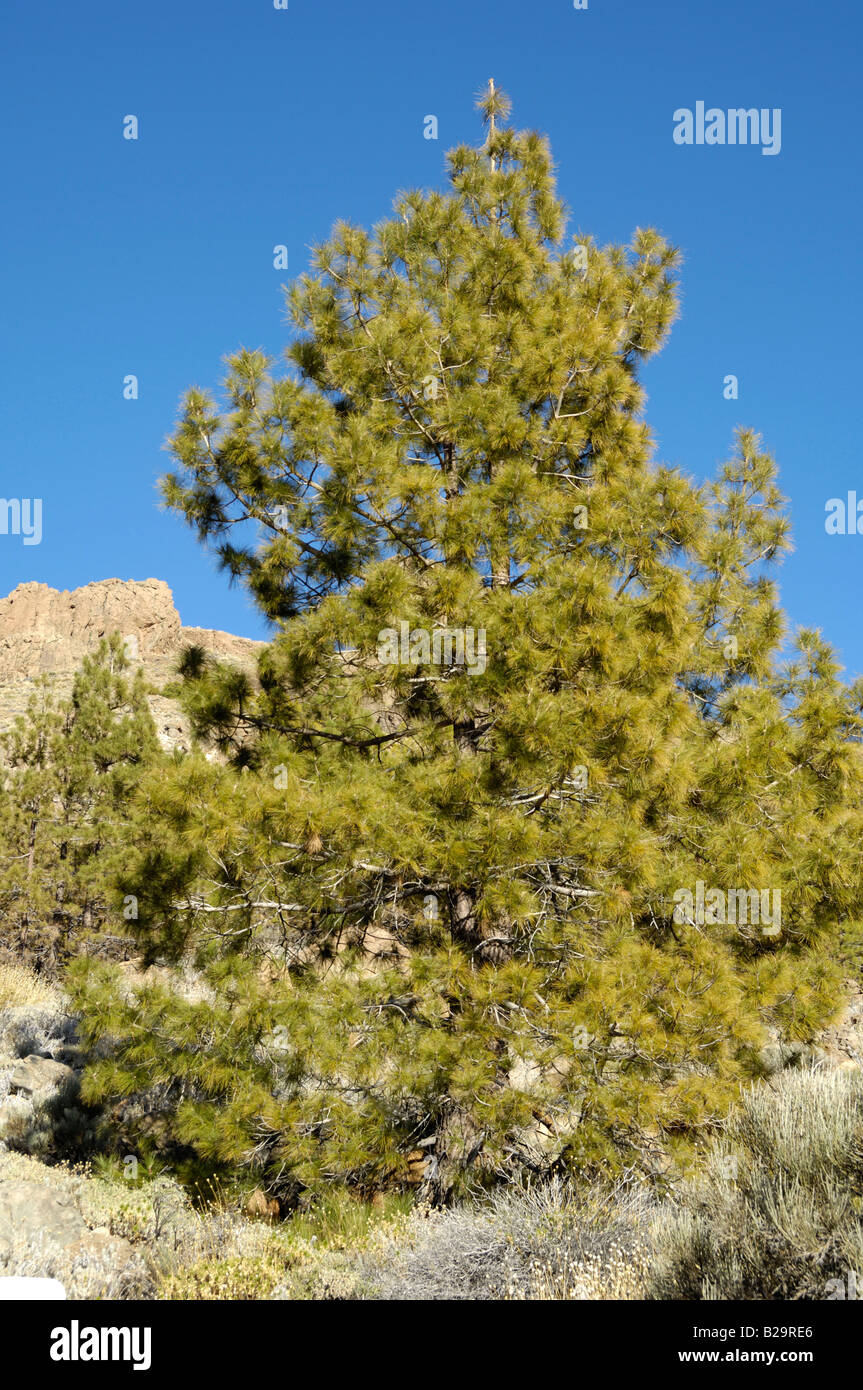 Canary pine hi-res stock photography and images - Alamy