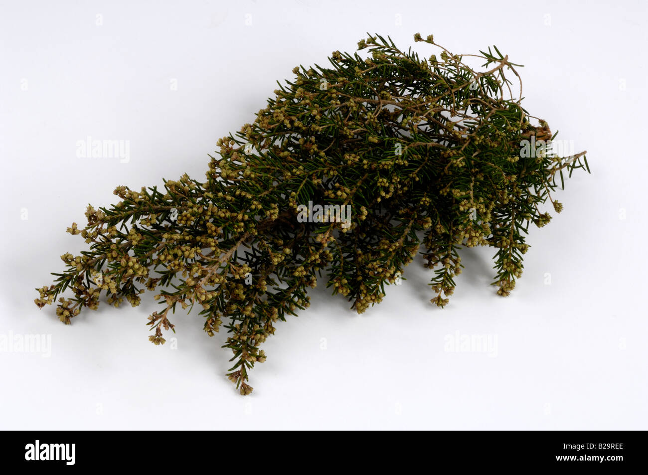 Heath tree erica arborea hi-res stock photography and images - Alamy