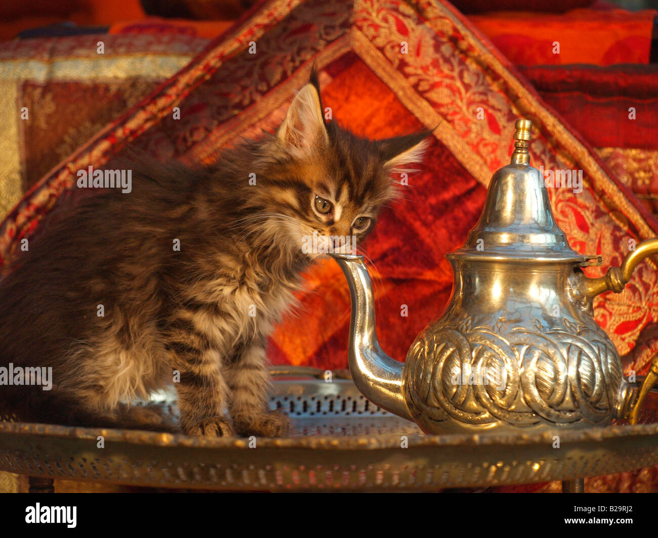 Maine Coon Cat Stock Photo - Alamy