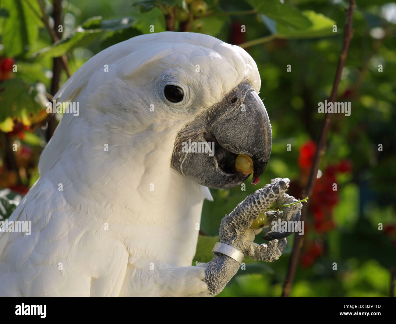 Cockatoo alba hi-res stock photography and images - Alamy