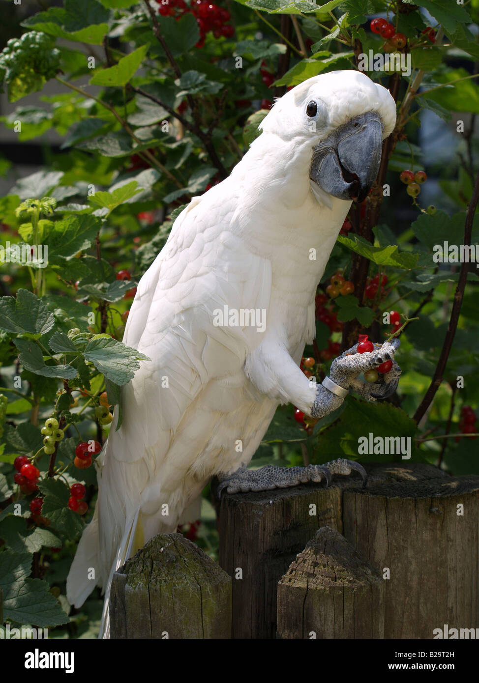 White cockatoo hi-res stock photography and images - Alamy