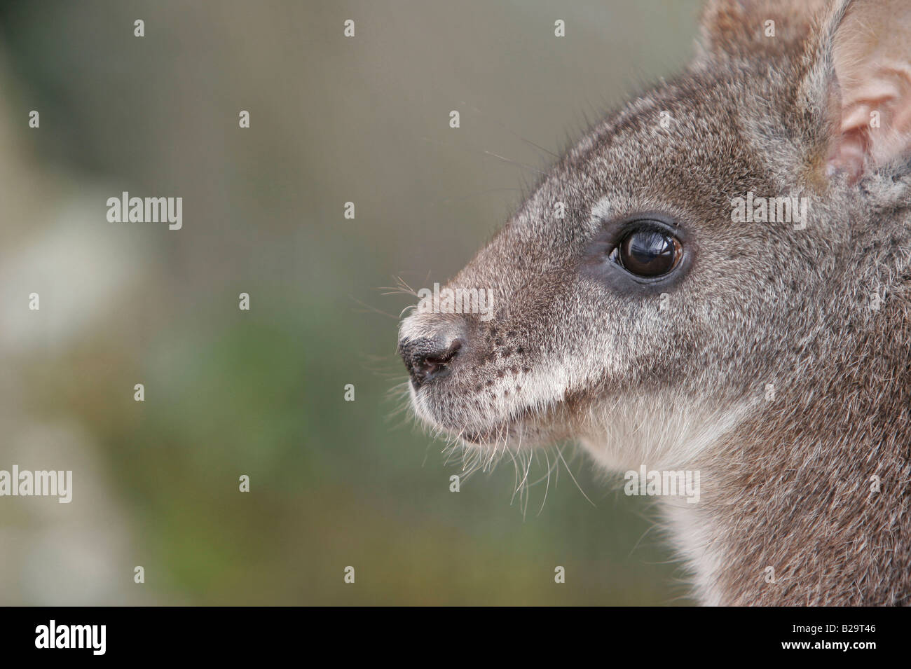 Macropus parma hi-res stock photography and images - Alamy