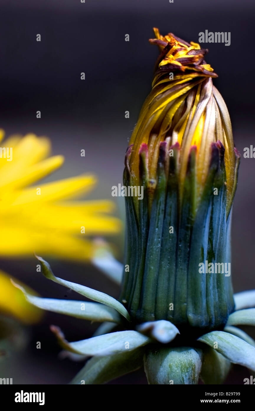 CLOSE UP OF "CLOSED DANDELION" AS THE FLOWER HEAD TRANSFORMES TO SEED ...