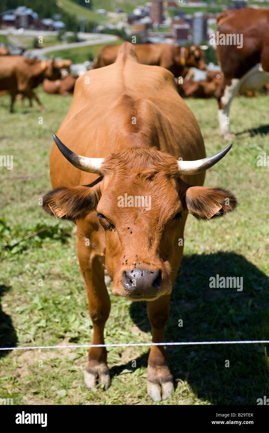Tarine dairy cattle herd hi-res stock photography and images - Alamy