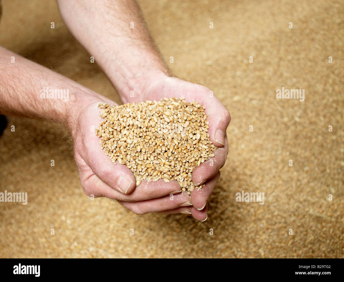 a handful of wheat, more wheat behind Stock Photo - Alamy