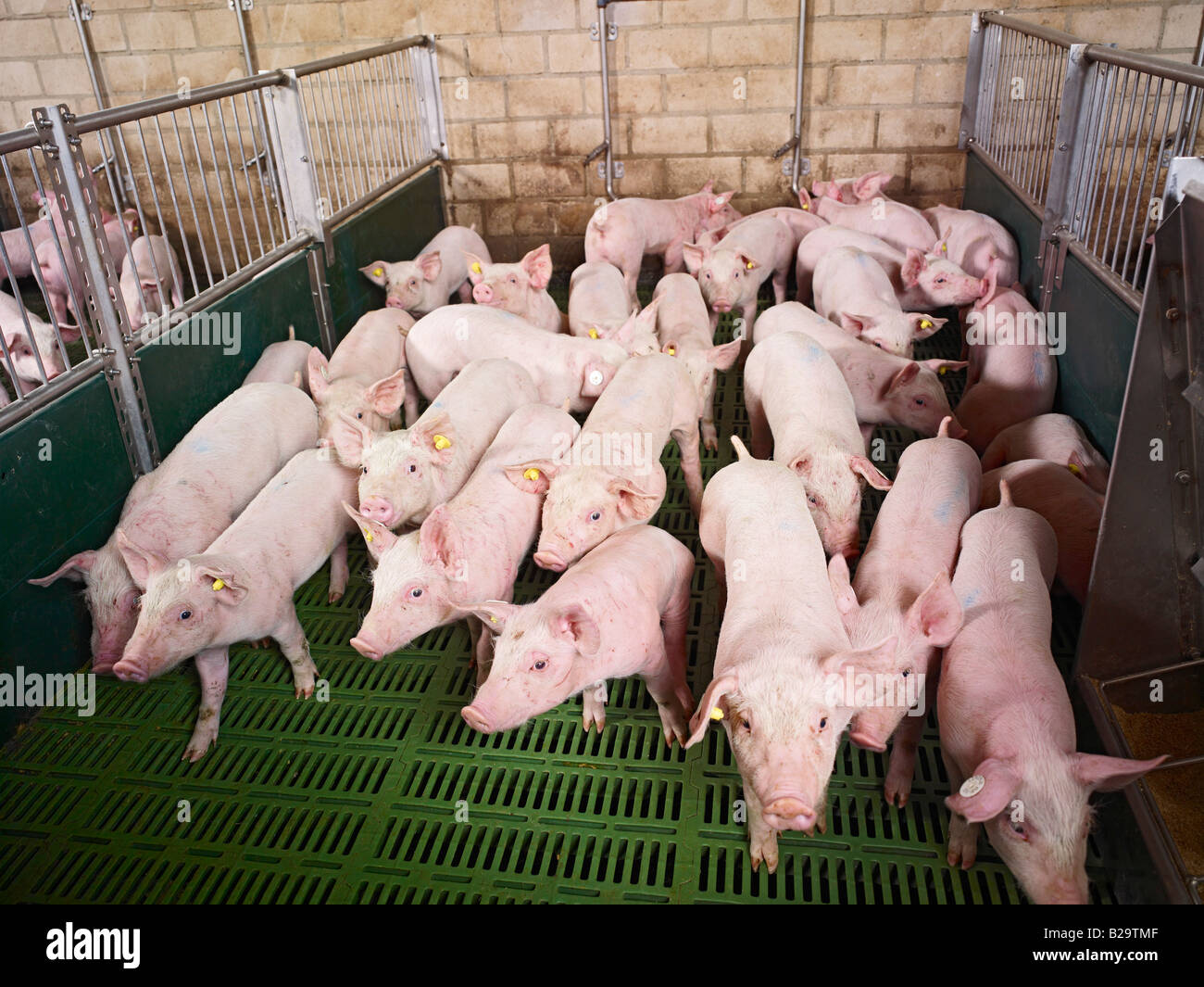 Pig breeding hi-res stock photography and images - Alamy