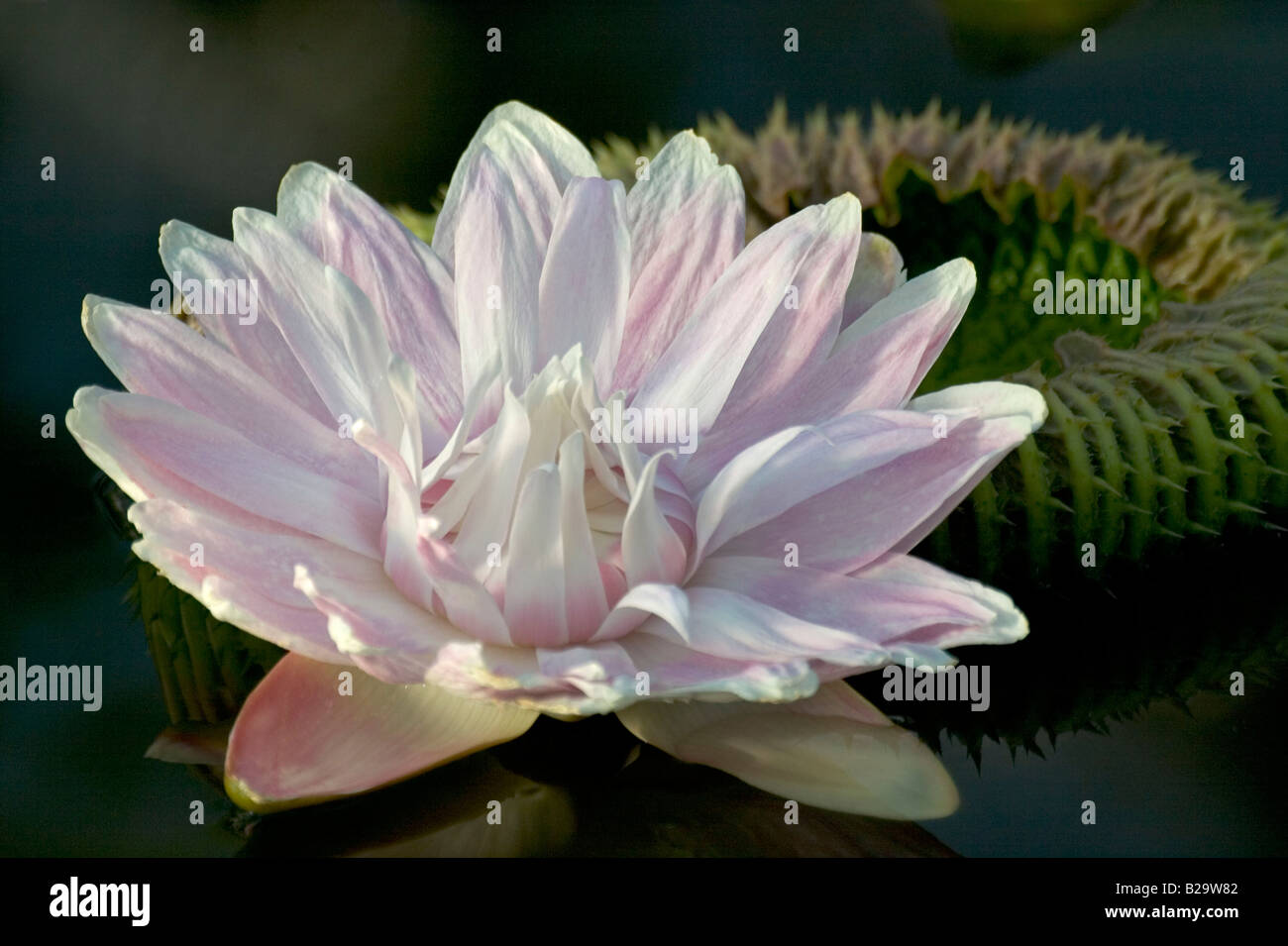 Giant Water Lily Stock Photo - Alamy