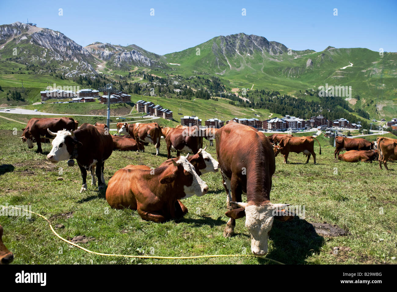 Summer pastures hi-res stock photography and images - Alamy