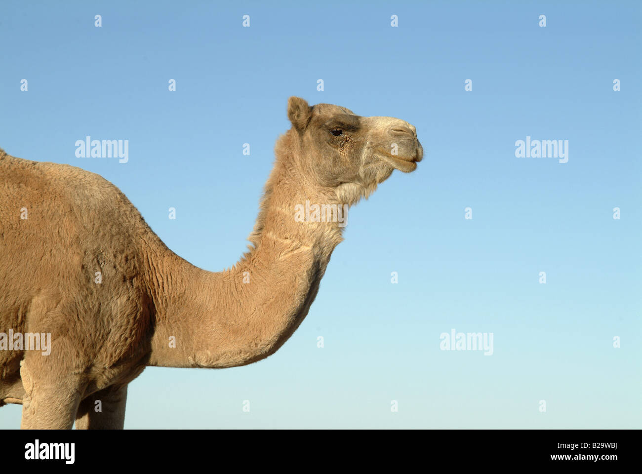 Libya sahara camel camels hi-res stock photography and images - Alamy