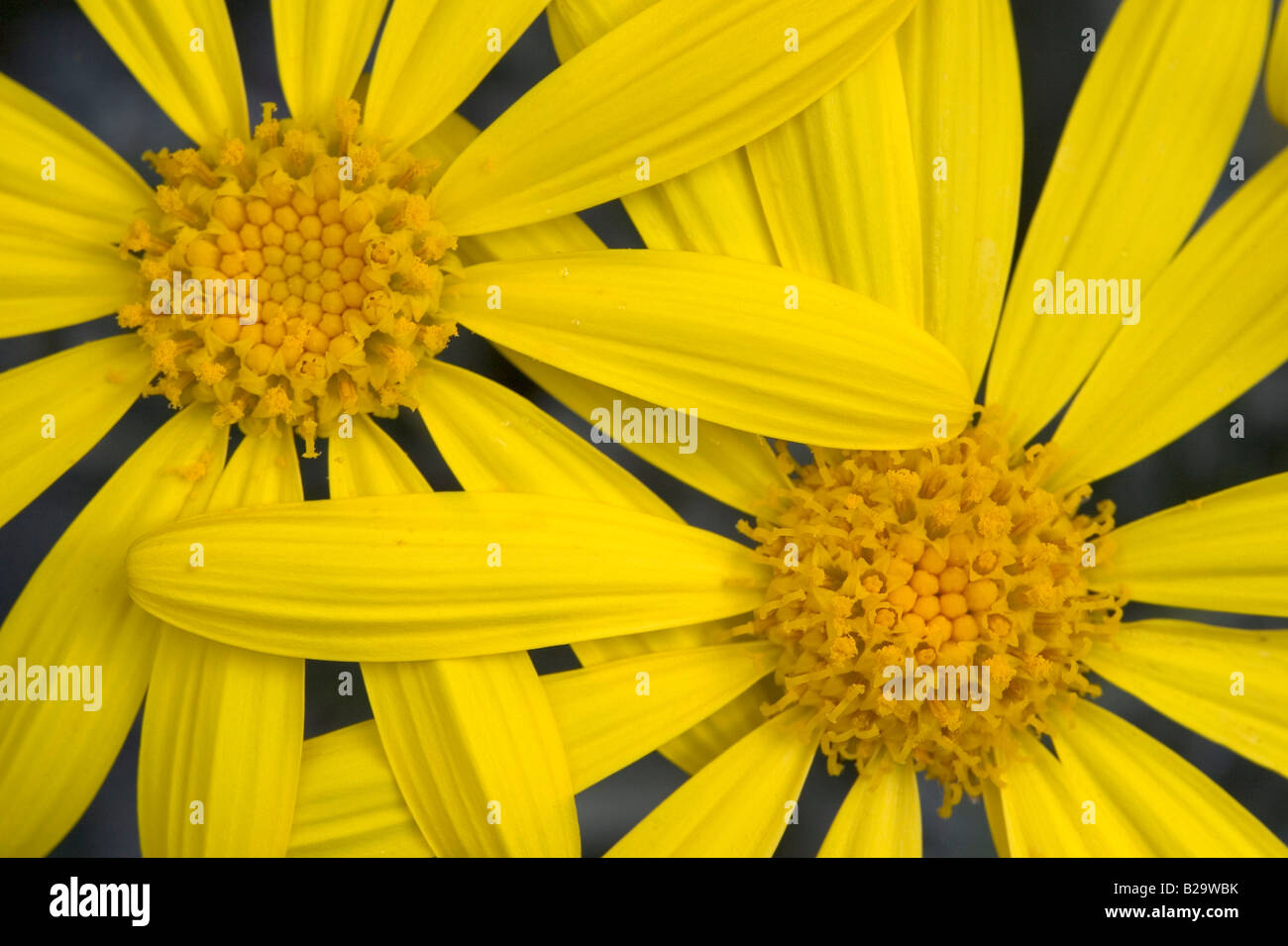 Bush daisy euryops hi-res stock photography and images - Alamy