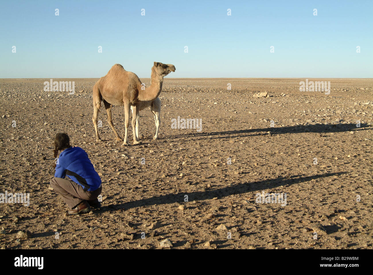 Libya sahara camel camels hi-res stock photography and images - Alamy