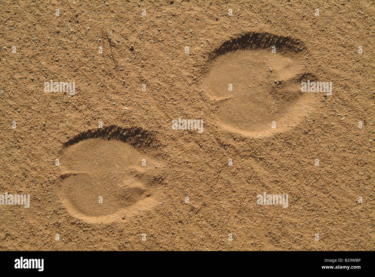 Camel footprints hi-res stock photography and images - Alamy