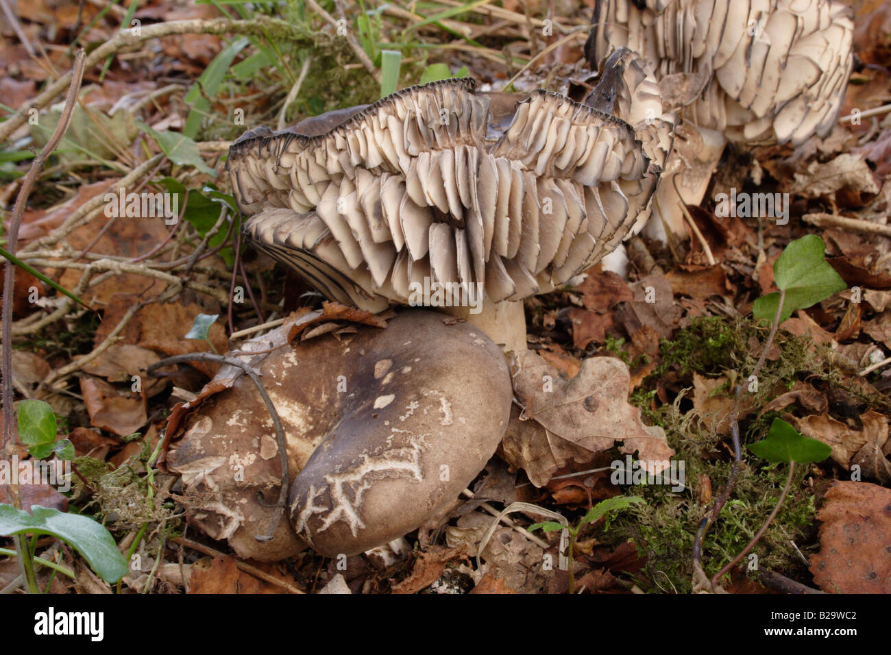 Blackening brittlegill fungi Russula nigricans in woodland UK Stock ...