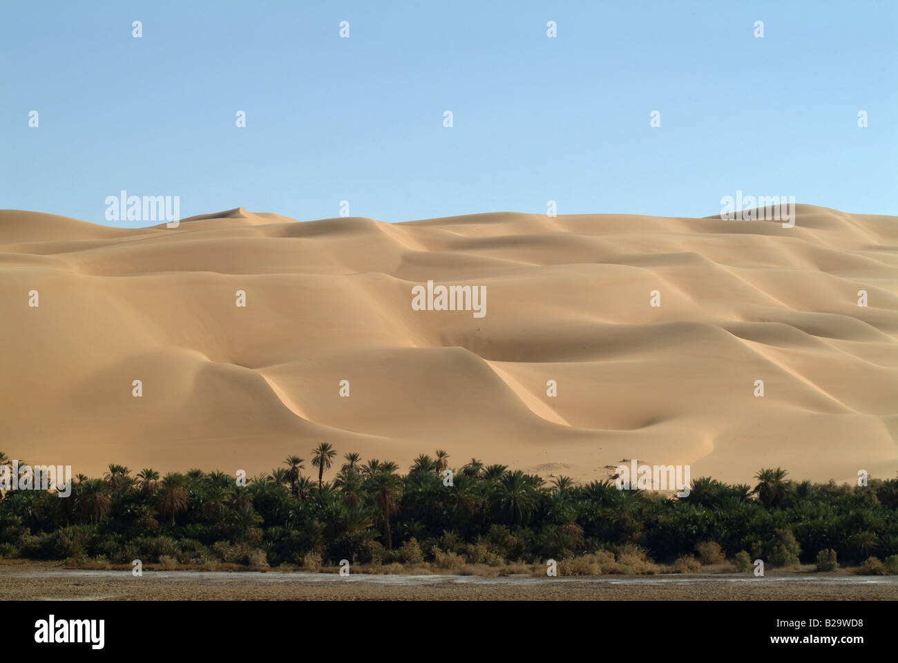 Oasis Libya Ref WP SAV 1378 COMPULSORY CREDIT World Pictures Photoshot ...