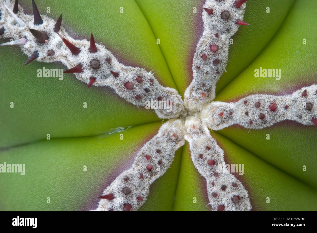 Mexican Organ Pipe Cactus Stock Photo - Alamy