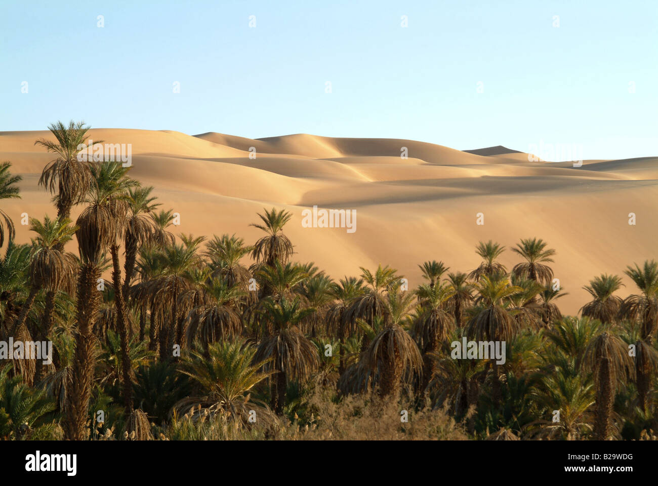 Oasis Libya Ref WP SAV 1381 COMPULSORY CREDIT World Pictures Photoshot ...