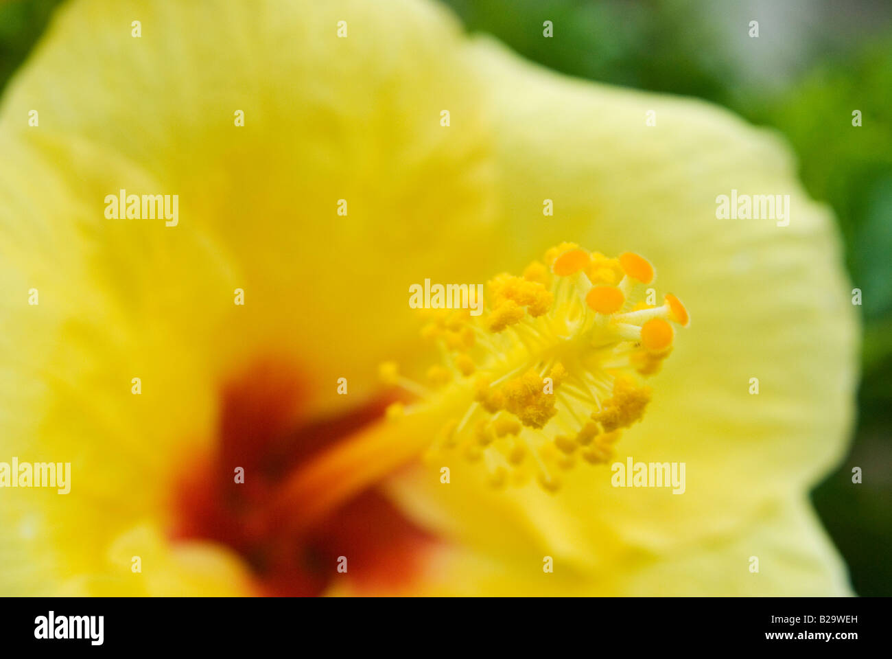 Beautiful yellow hawaiian hibiscus hi-res stock photography and images ...