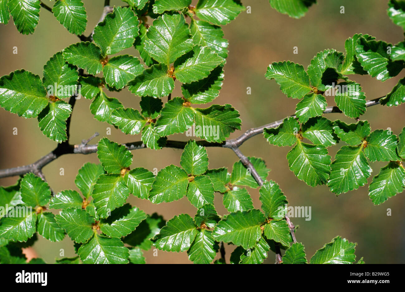 Southern beech leaves hi-res stock photography and images - Alamy