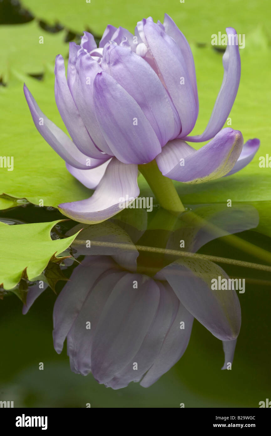 Giant Water Lily Stock Photo - Alamy
