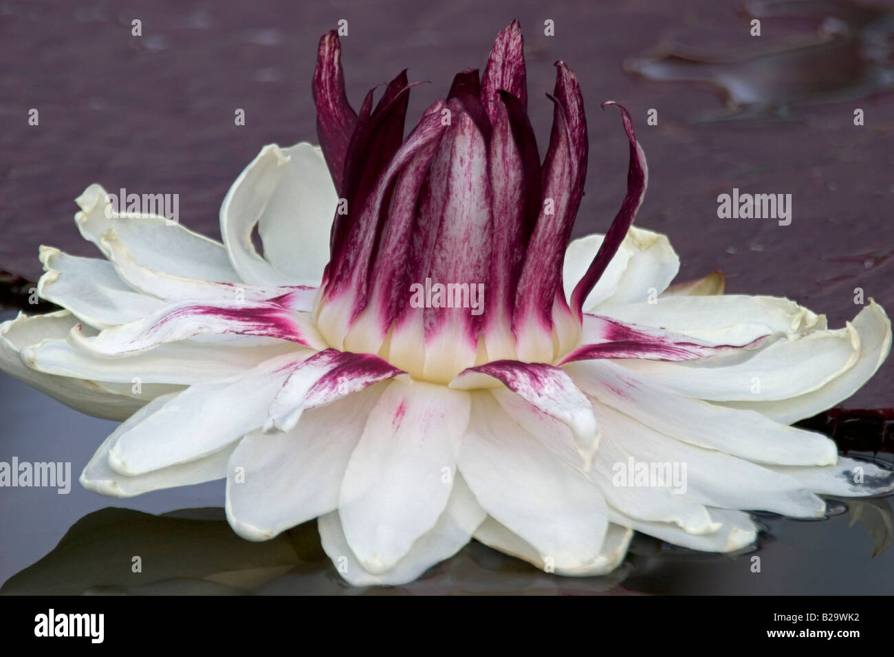 Giant Water Lily Stock Photo - Alamy