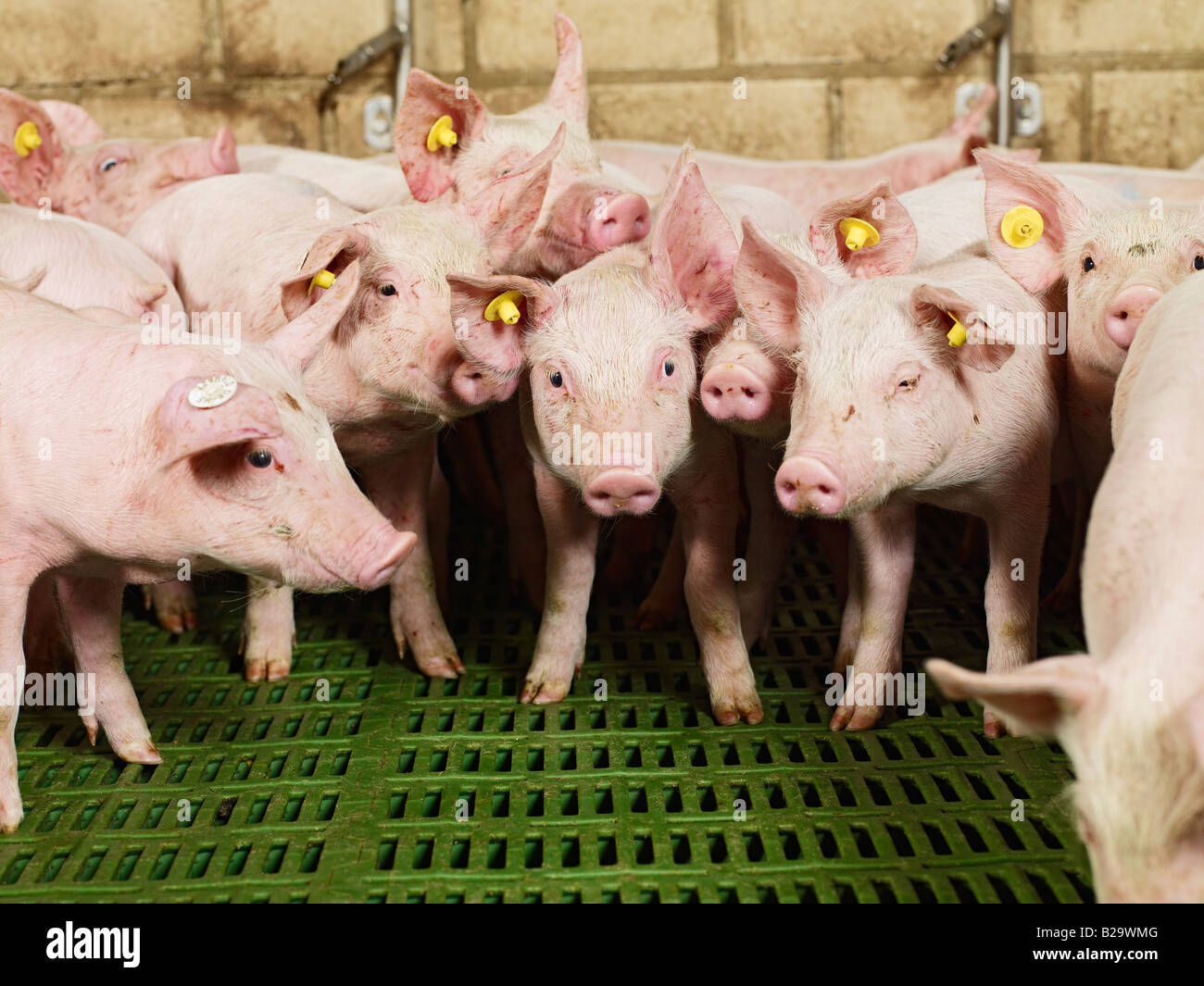 Runt piglet hi-res stock photography and images - Alamy