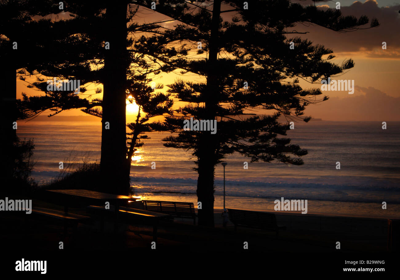 A sunrise through pine trees at Cronulla Beach, in N.S.W Australia ...