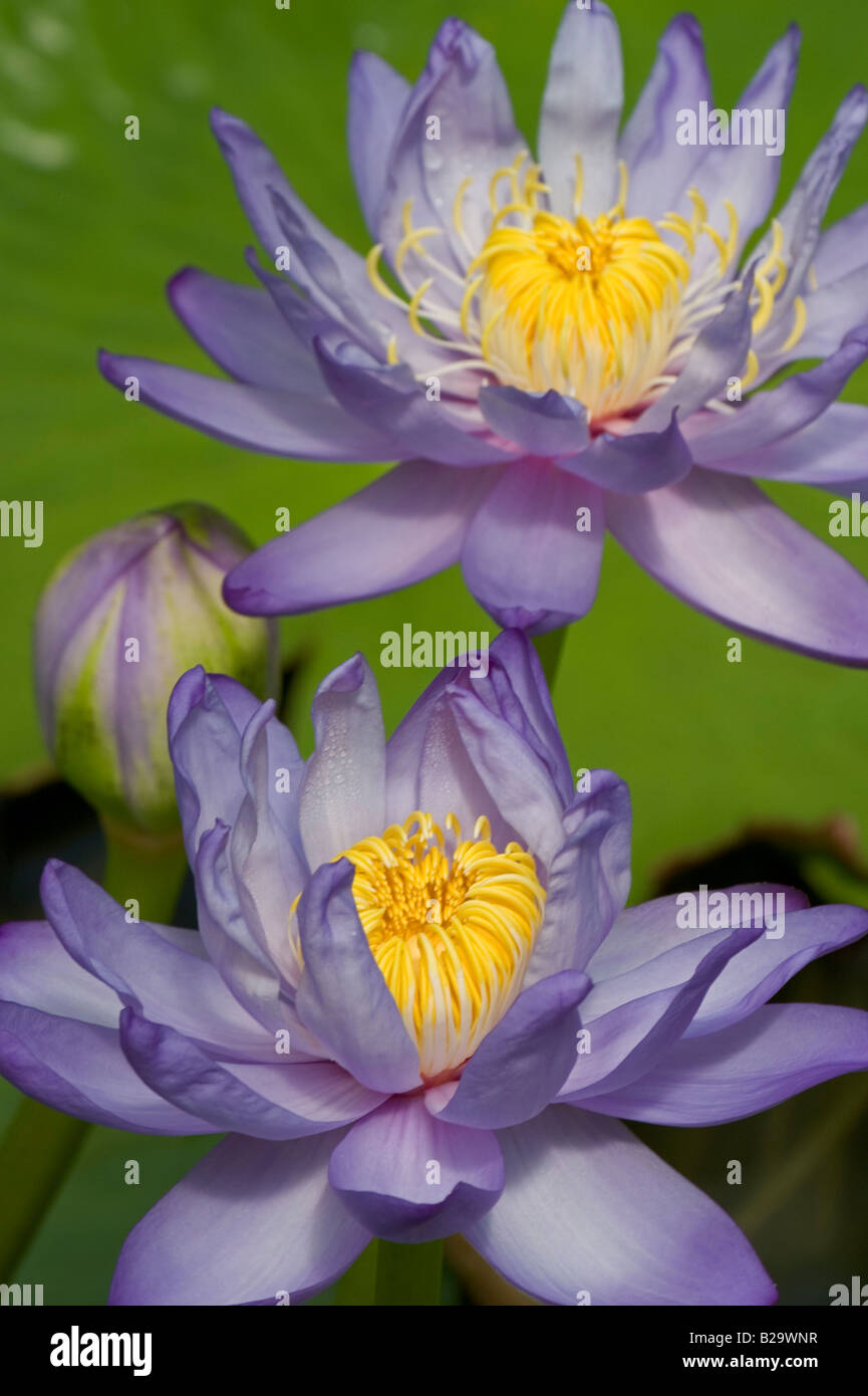 Giant Water Lily Stock Photo - Alamy