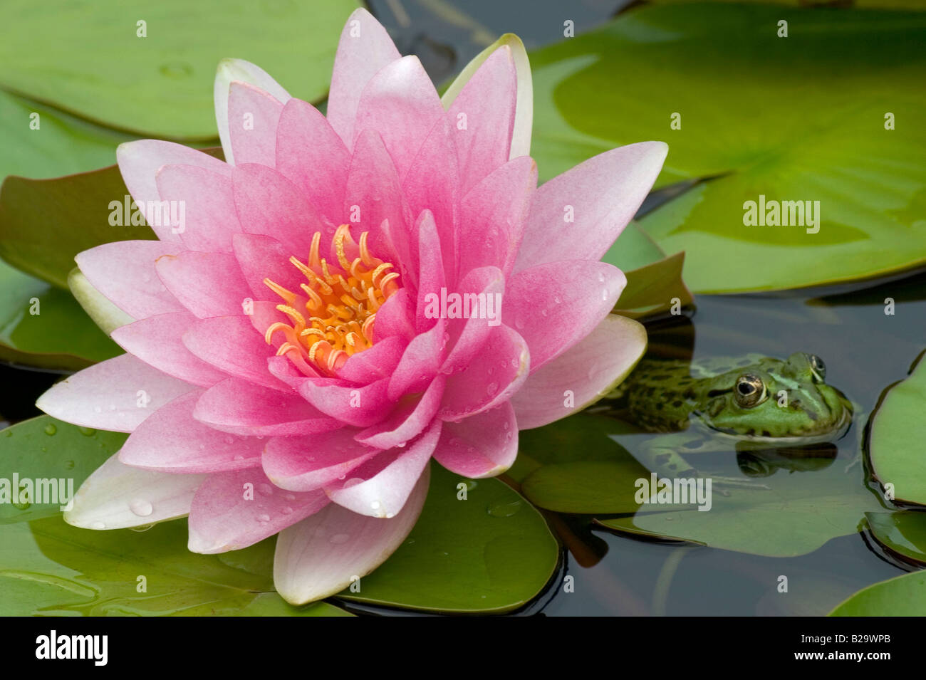 Edible Frog / Water Lily Stock Photo - Alamy