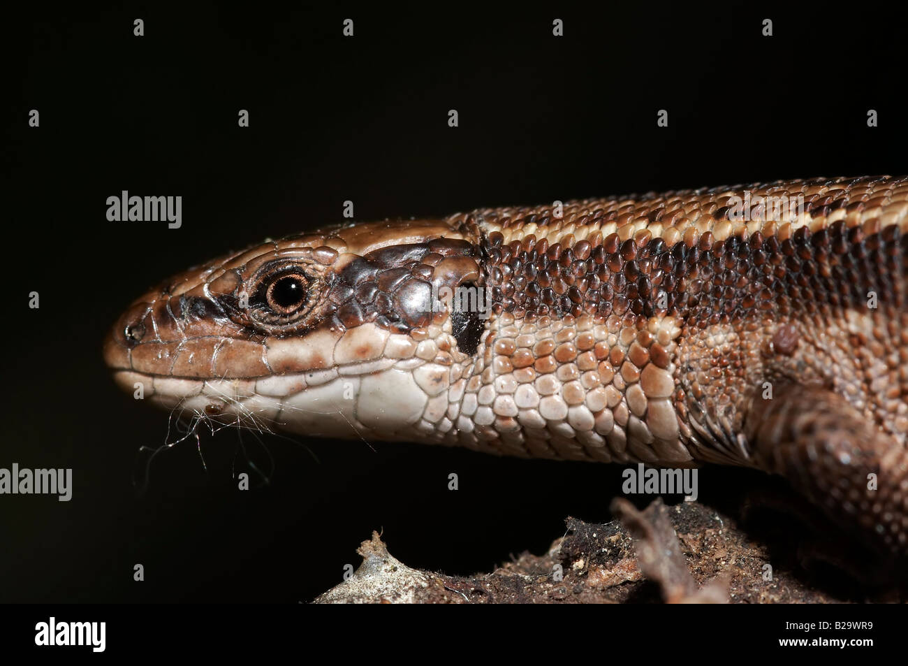 head of lizard Stock Photo - Alamy