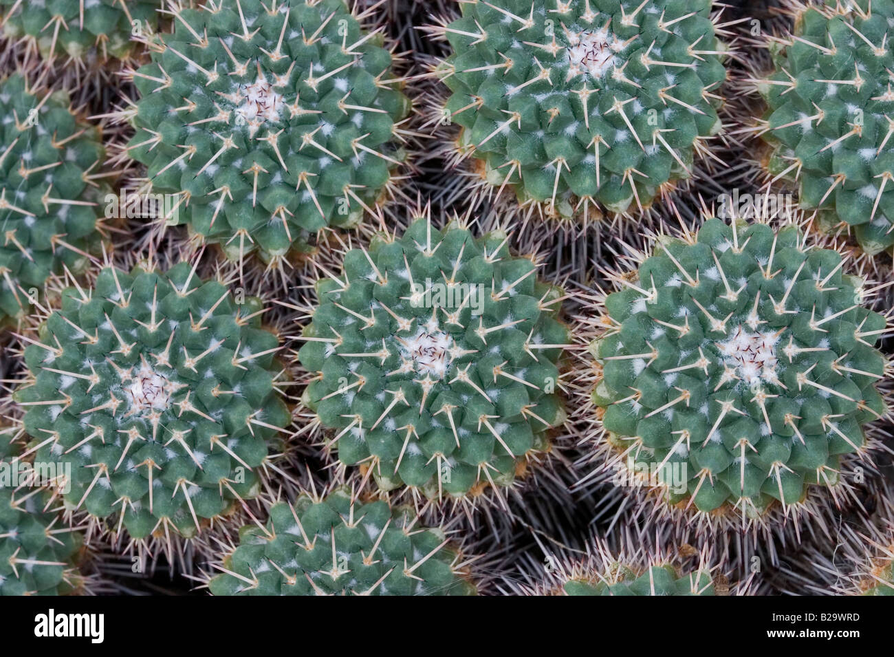 Mother of Hundreds Cactus Stock Photo - Alamy