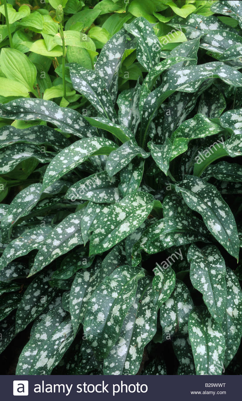 Pulmonaria Saccharata Stock Photos & Pulmonaria Saccharata Stock Images ...