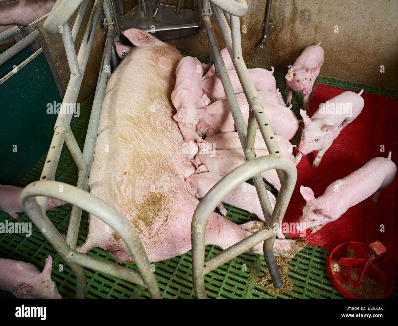 animal suffering, sow with piglets in a small pig sty sow COOPED UP ...