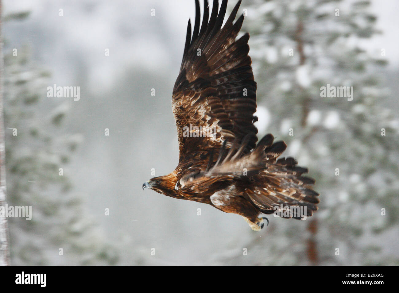 Golden eagle flying hi-res stock photography and images - Alamy