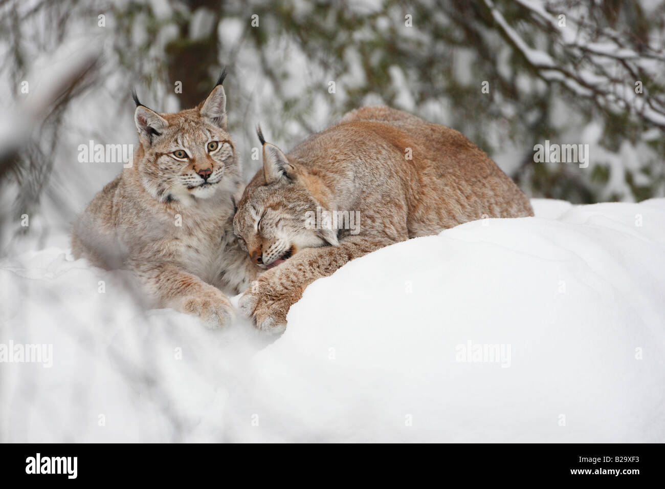 Finland lynx lynx hi-res stock photography and images - Alamy