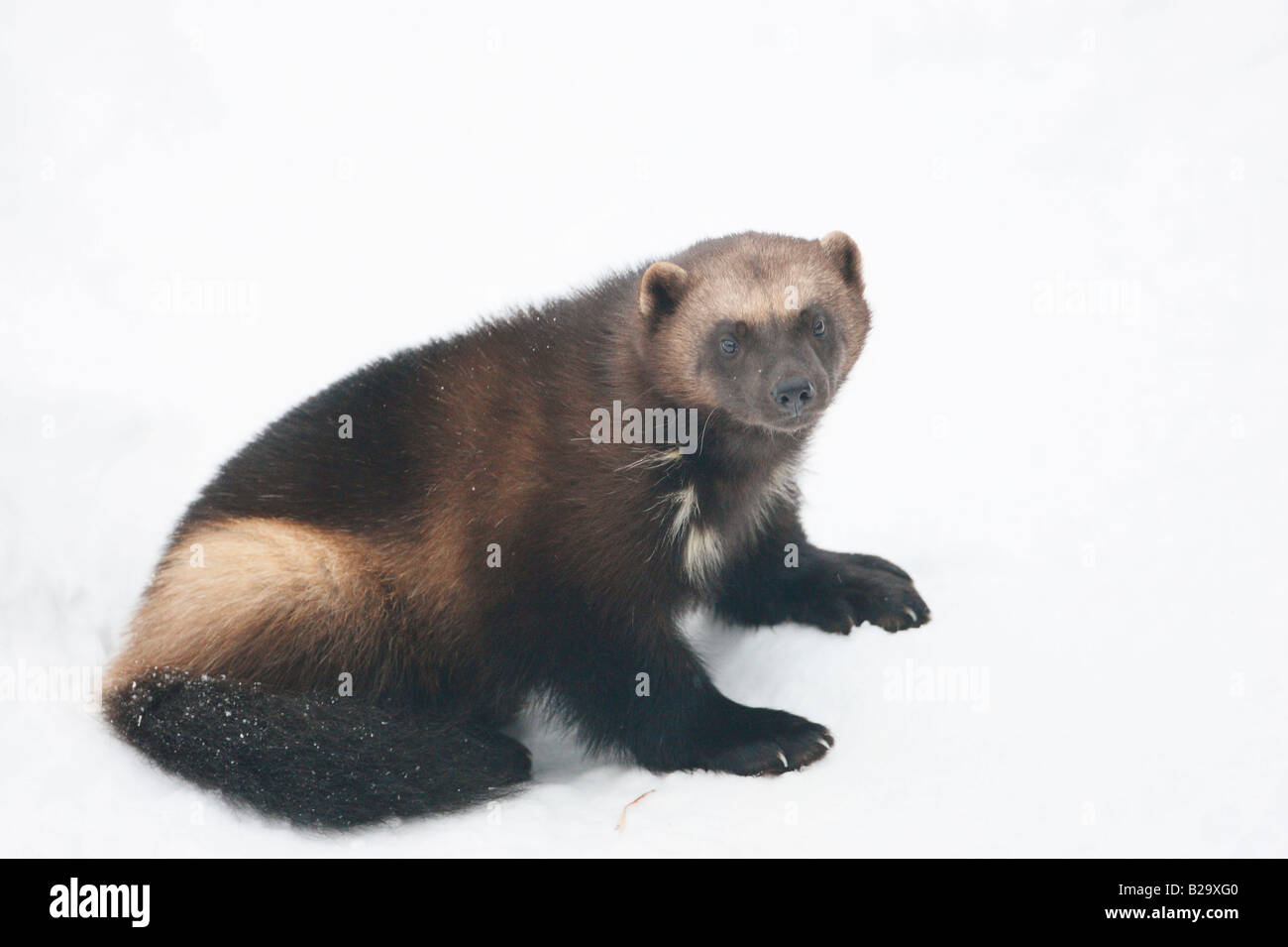 Wolverine animal with prey hi-res stock photography and images - Alamy