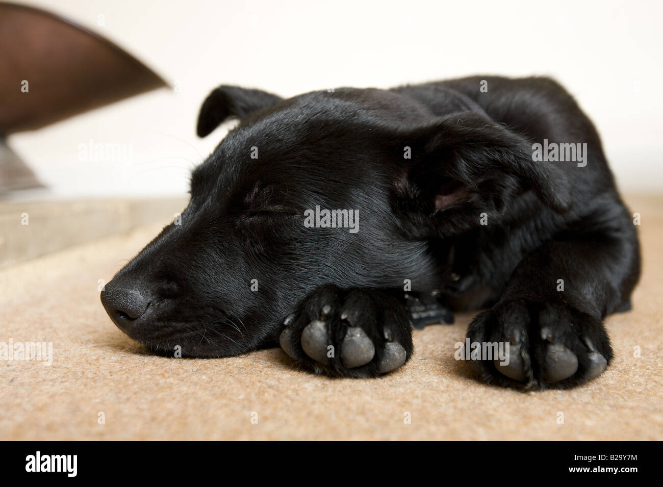 Puppy sleeping in front of the fire Stock Photo - Alamy