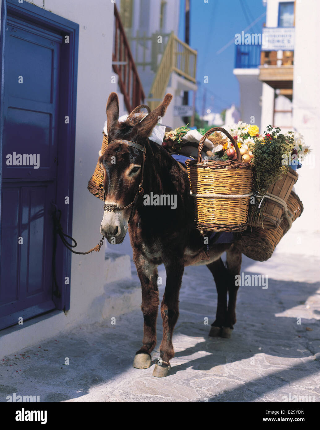 Donkey Greek Islands Stock Photo - Alamy