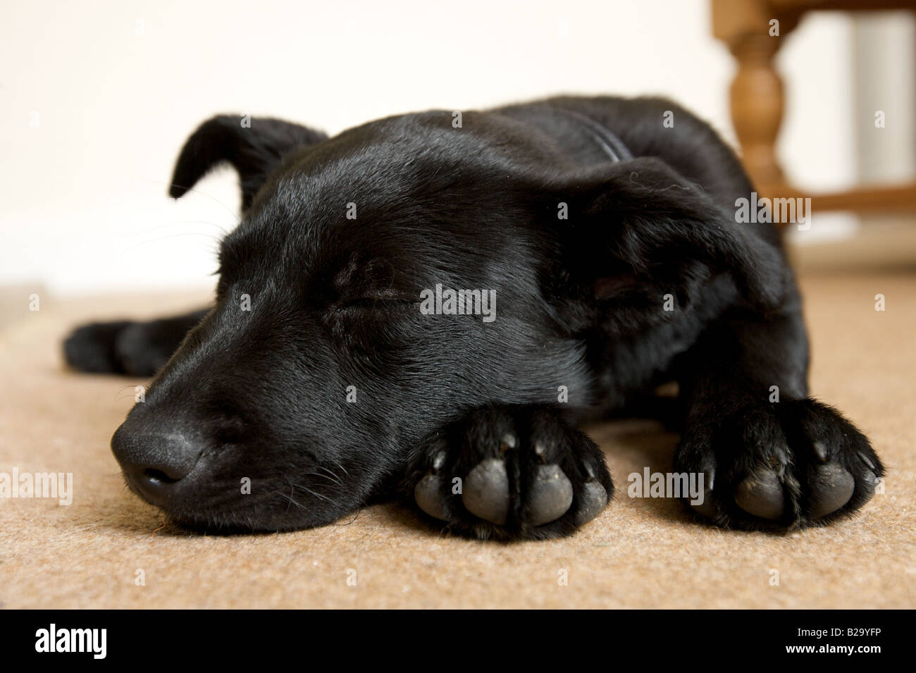 Puppy sleeping in front of the fire Stock Photo - Alamy