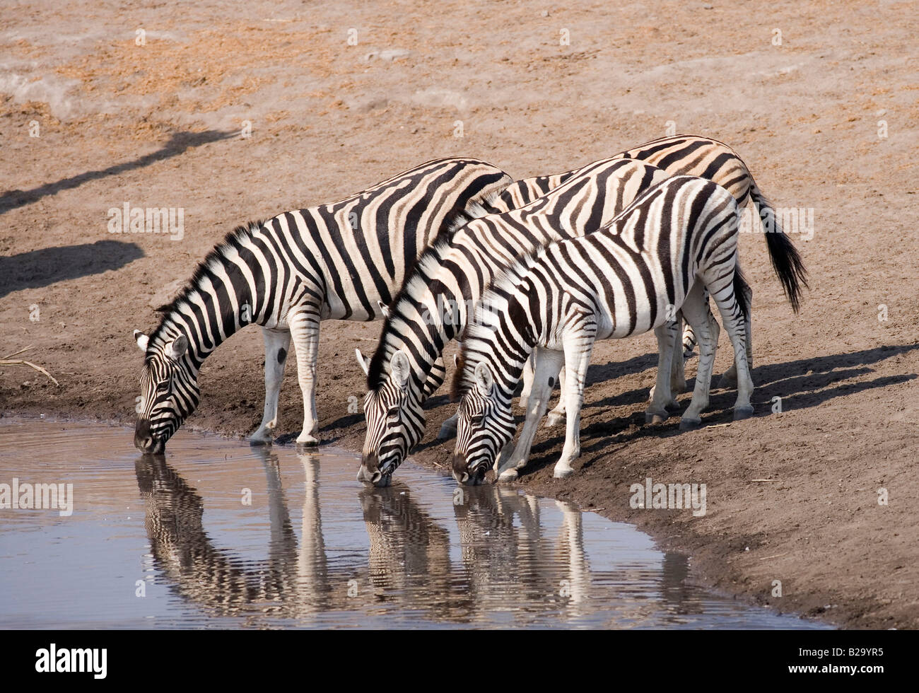 ZEBRA Ref WP ABB 1119DFWP ABB 1119DF Compulsory Credit World Pictures ...