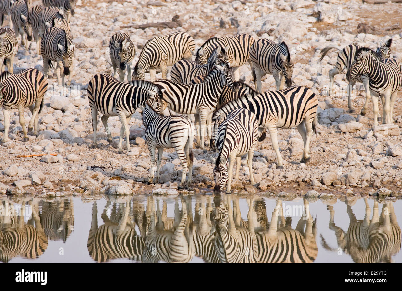 Pictures Of Zebras High Resolution Stock Photography and Images - Alamy