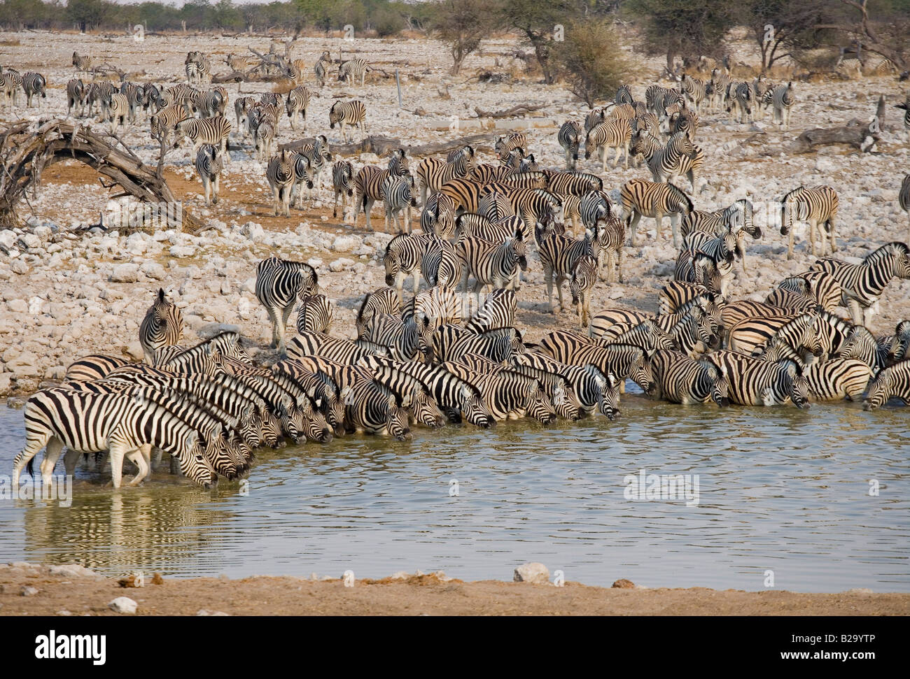 1145dfwp hi-res stock photography and images - Alamy