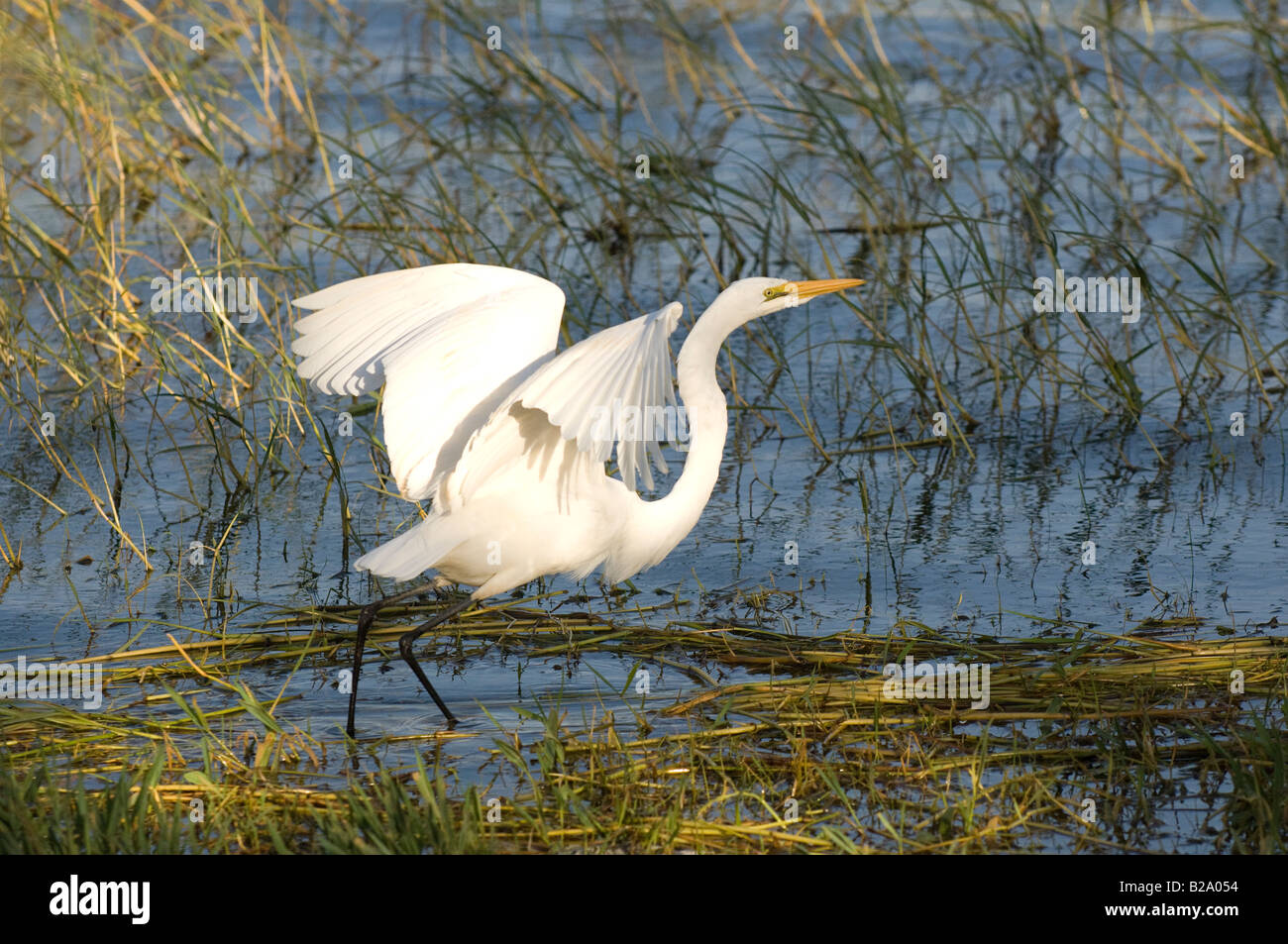 Bird on Awasa lake, Ethiopia Stock Photo - Alamy