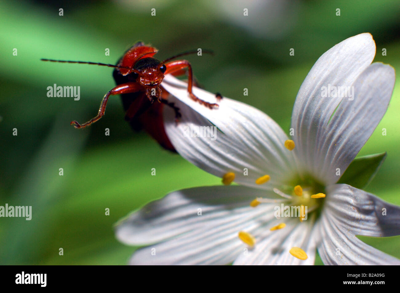 CLOSE UP OF INSECT CLIMBING INTO WILD FLOWER Stock Photo - Alamy